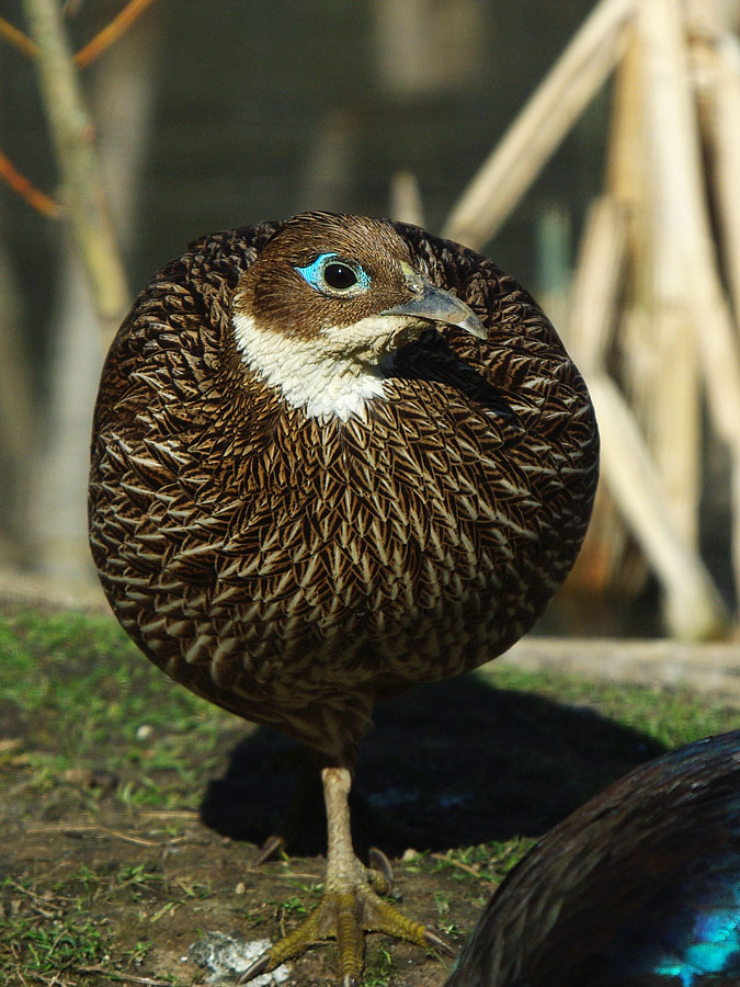 Photo lophophore 2 de l'album ornitho