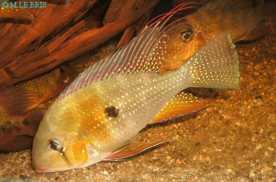 quelques photos de mes cichlides