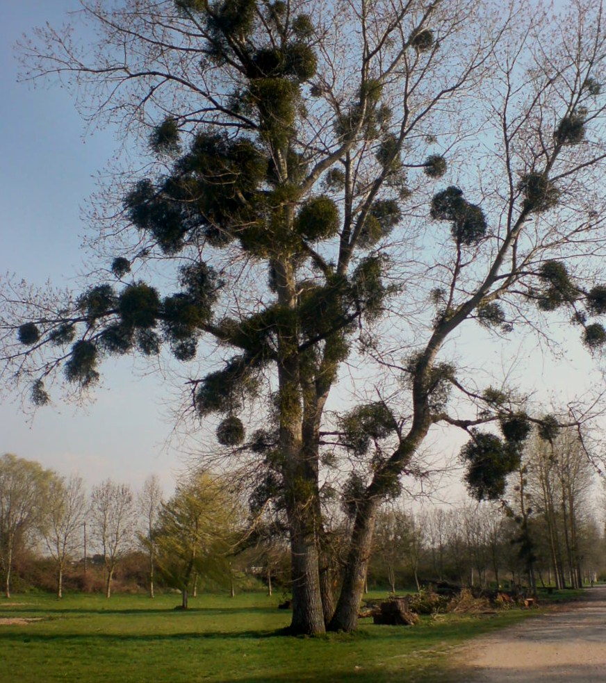 Photo Boules de Gui de l'album Végétaux