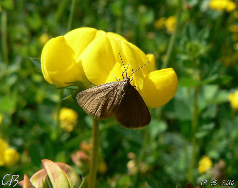 [Minoa murinata] petit papillon marron - Le Monde des insectes