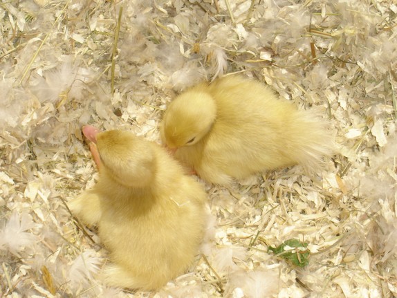 bébés mandarin blanc