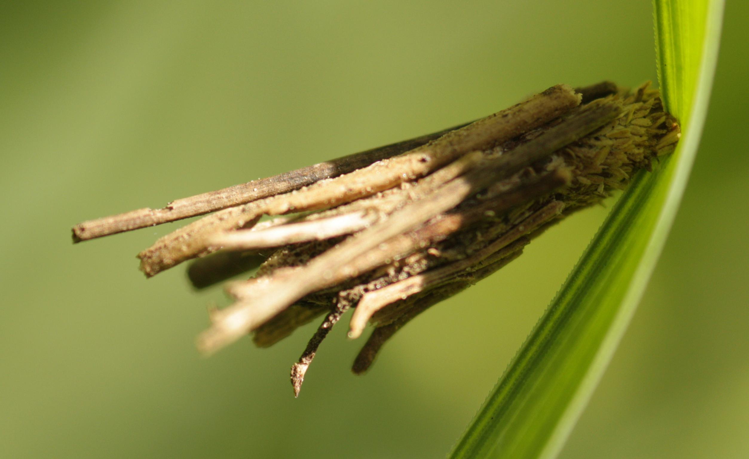 [Psyche casta] Psychidae? - Le Monde des insectes