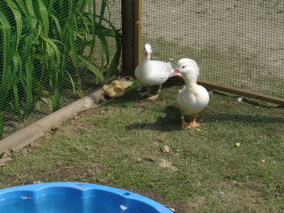 bébés mandarin blanc