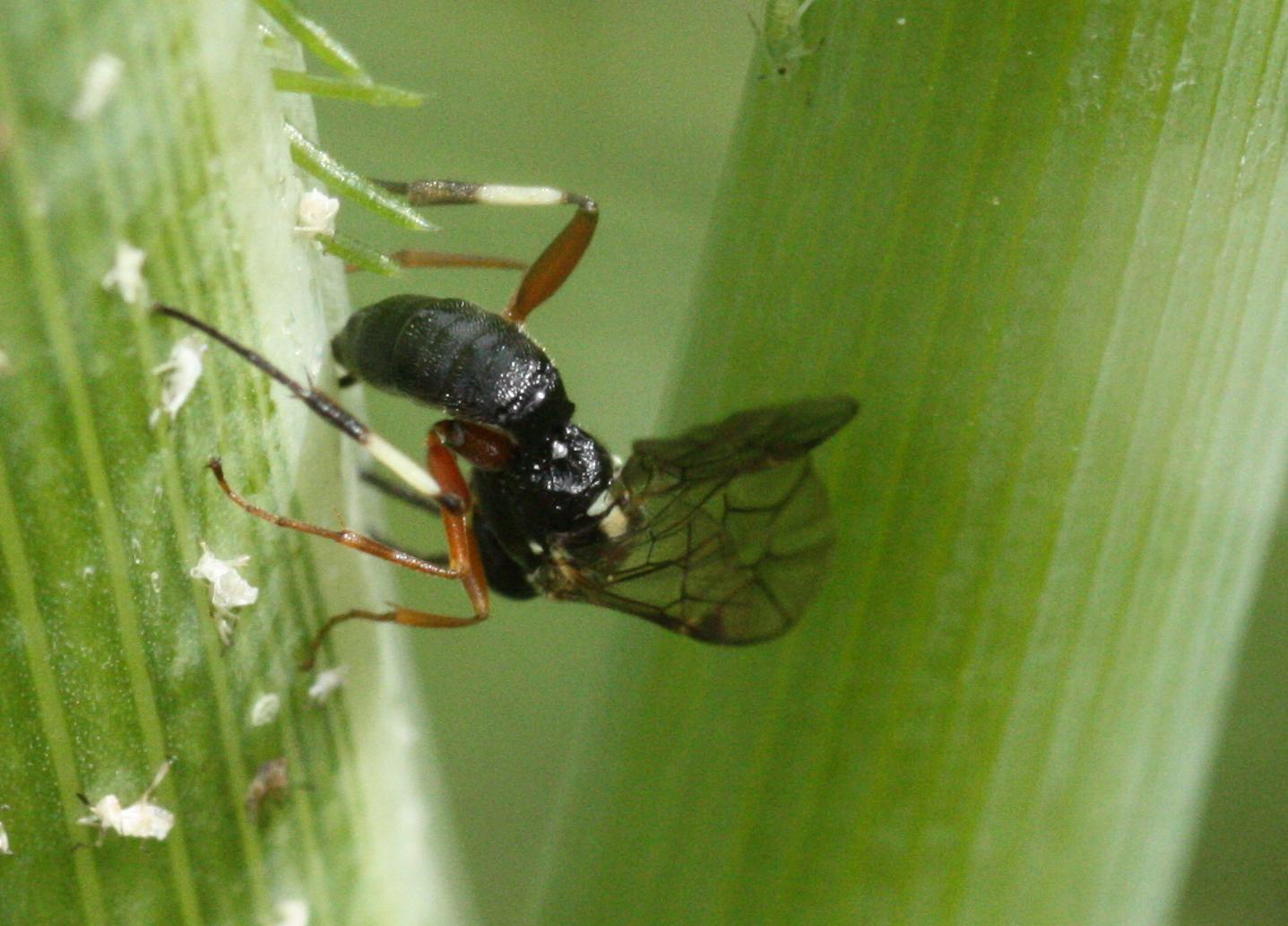 [Diplazon sp.] Diplazon ? - Le Monde des insectes