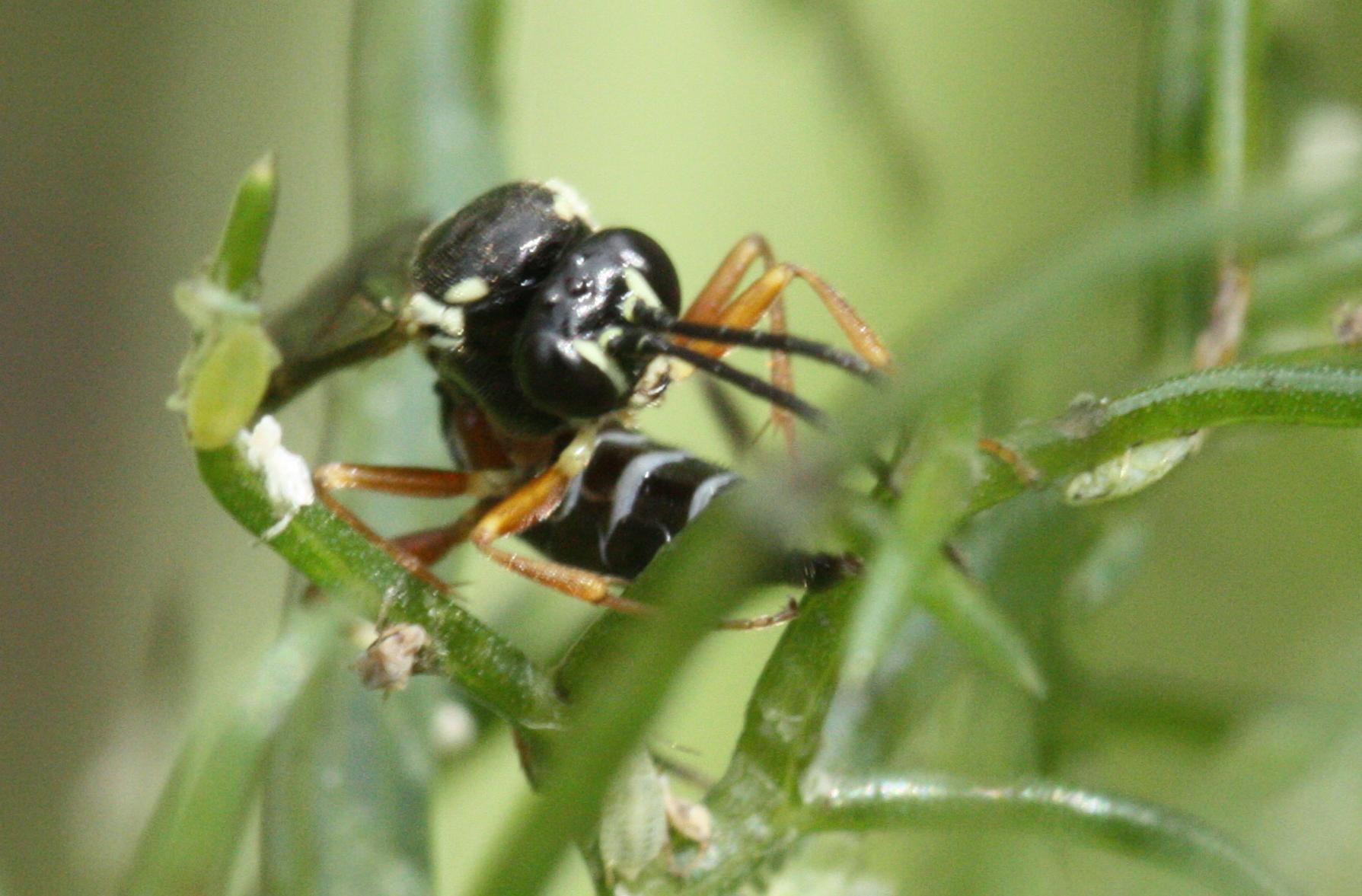 [Diplazon sp.] Diplazon ? - Le Monde des insectes