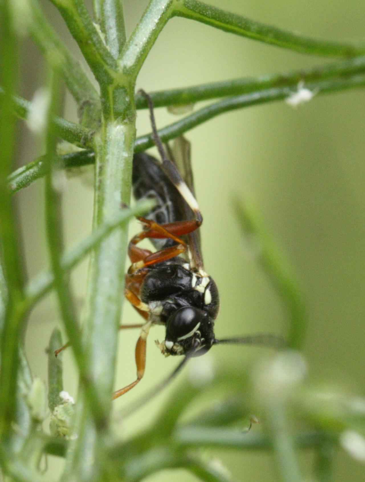 [Diplazon sp.] Diplazon ? - Le Monde des insectes