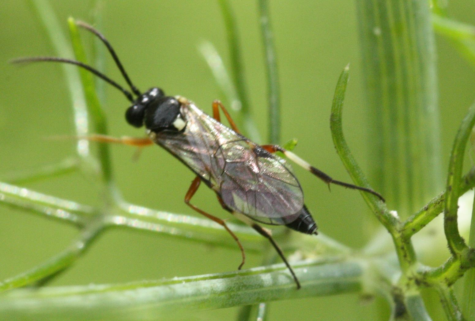 [Diplazon sp.] Diplazon ? - Le Monde des insectes