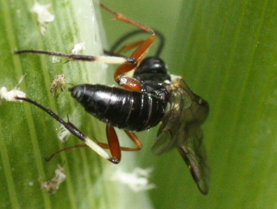 [Diplazon sp.] Diplazon ? - Le Monde des insectes