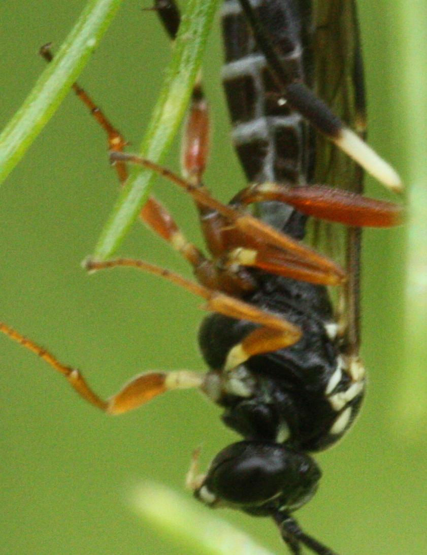 [Diplazon sp.] Diplazon ? - Le Monde des insectes