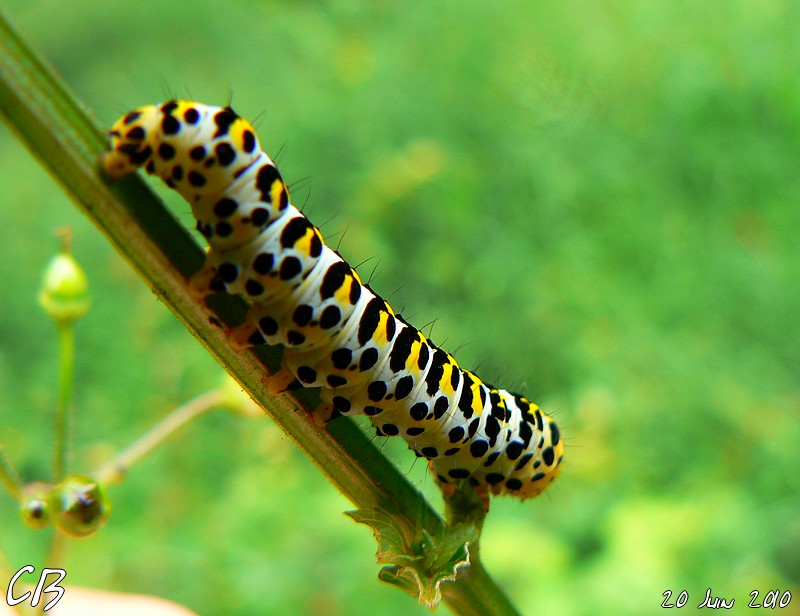 Chenille insecte – Tracteur agricole