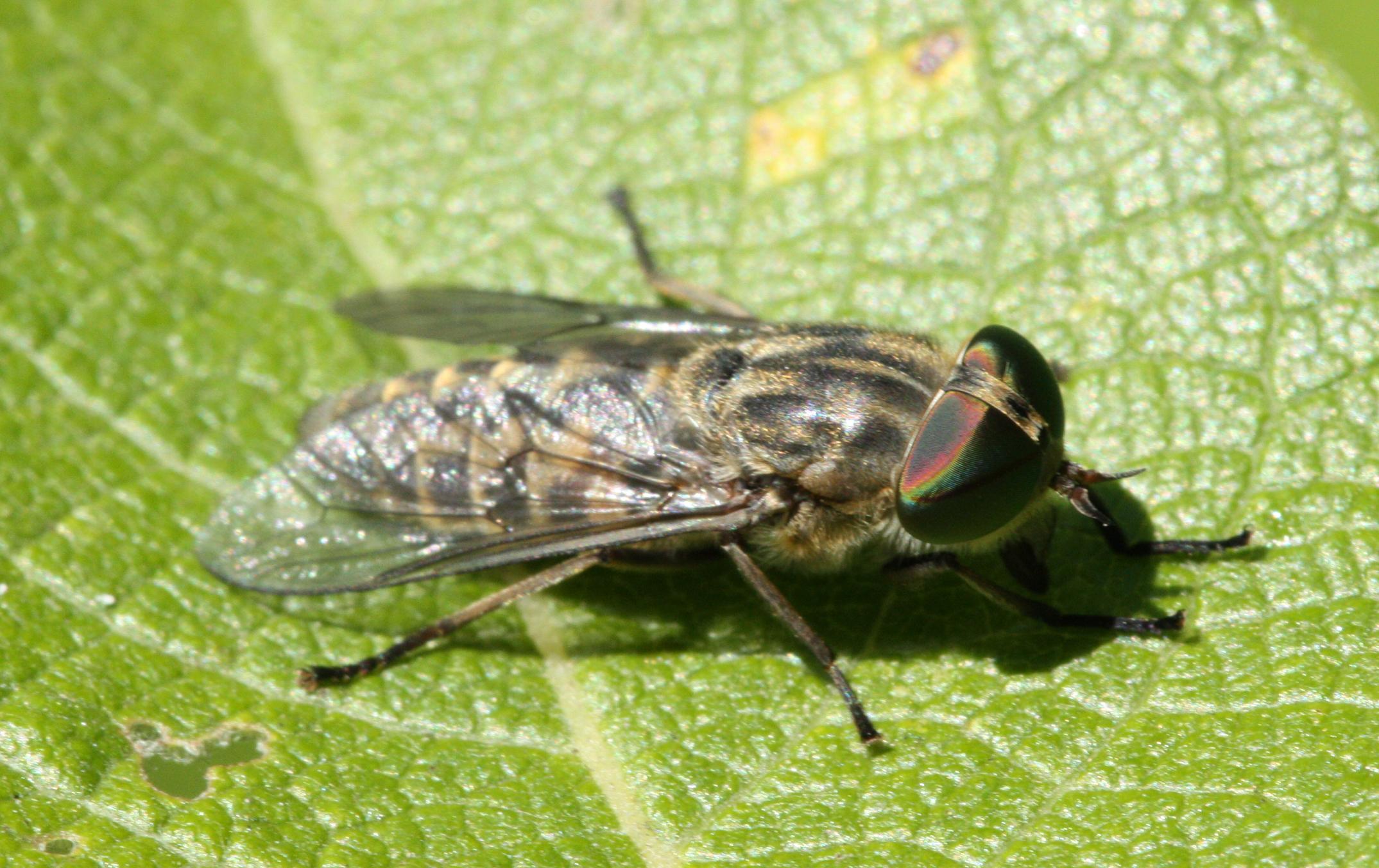 [Tabanus sp.] Therevidae ou Tabanidae ? - Le Monde des insectes