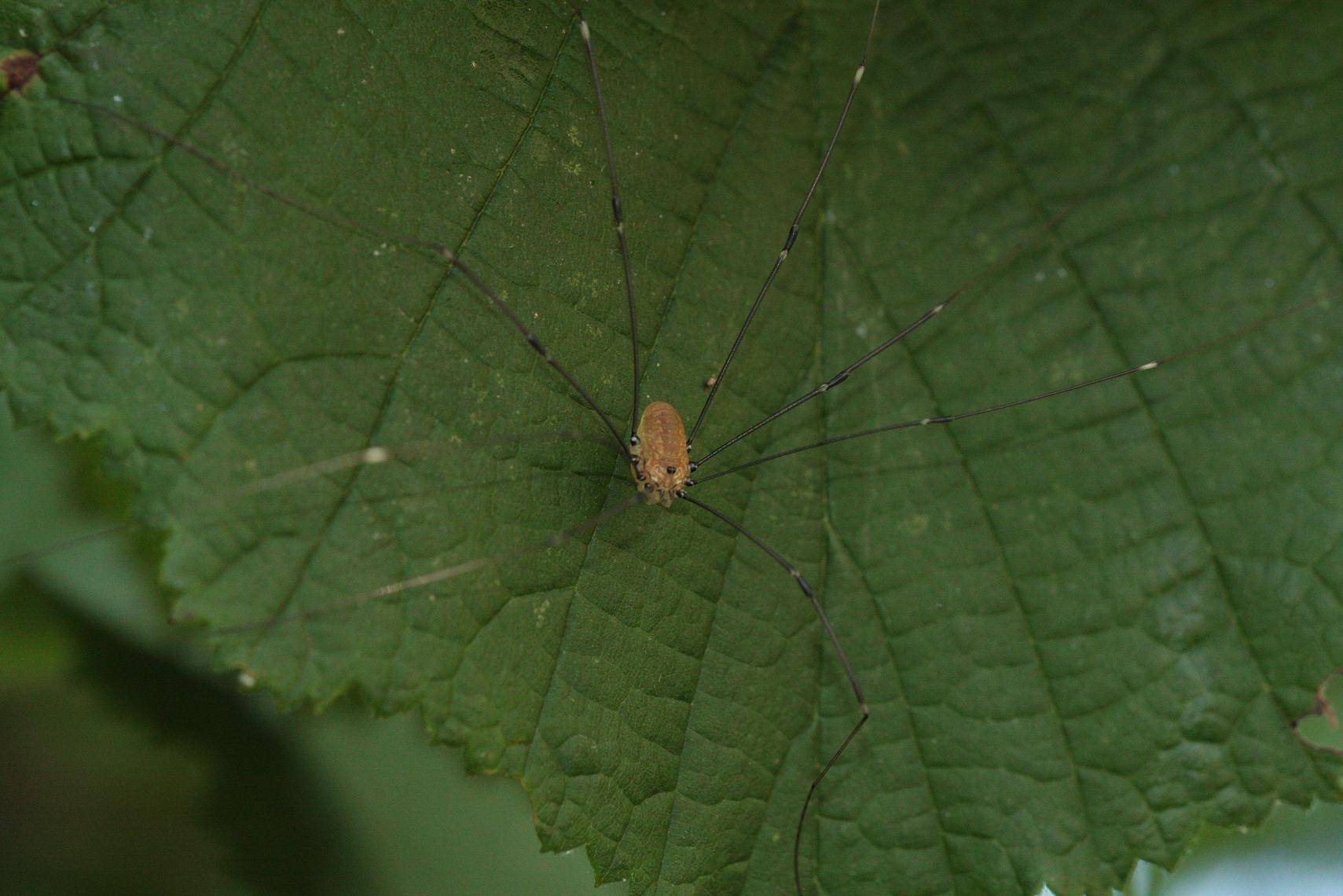 [Leiobunum rotundum] Opiliones ? - Le Monde des insectes