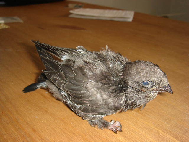 Petit martinet à sauver