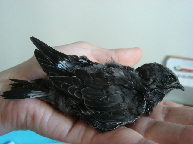 Petit martinet à sauver