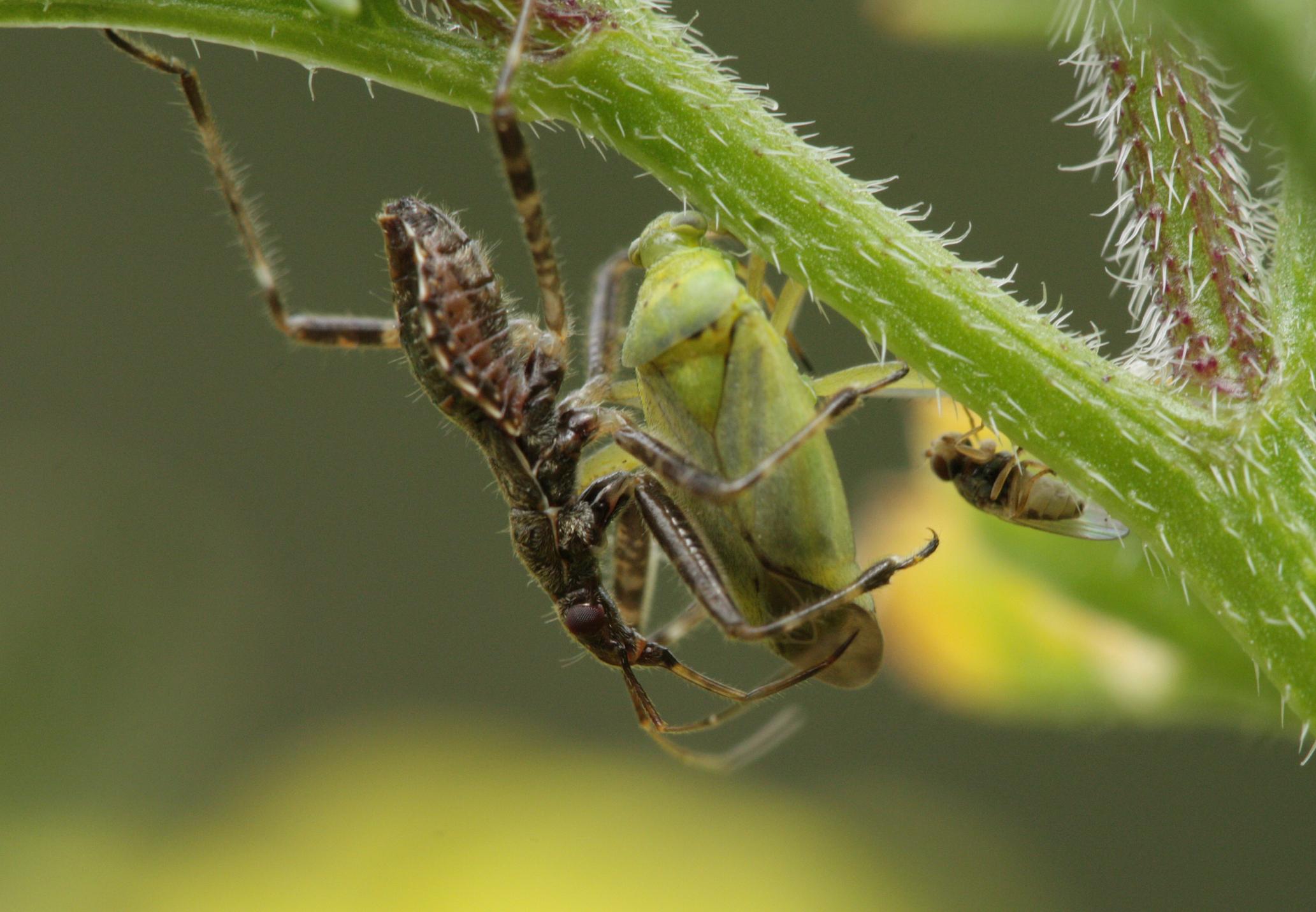 [Himacerus apterus] Coranus subapterus ? - Le Monde des insectes