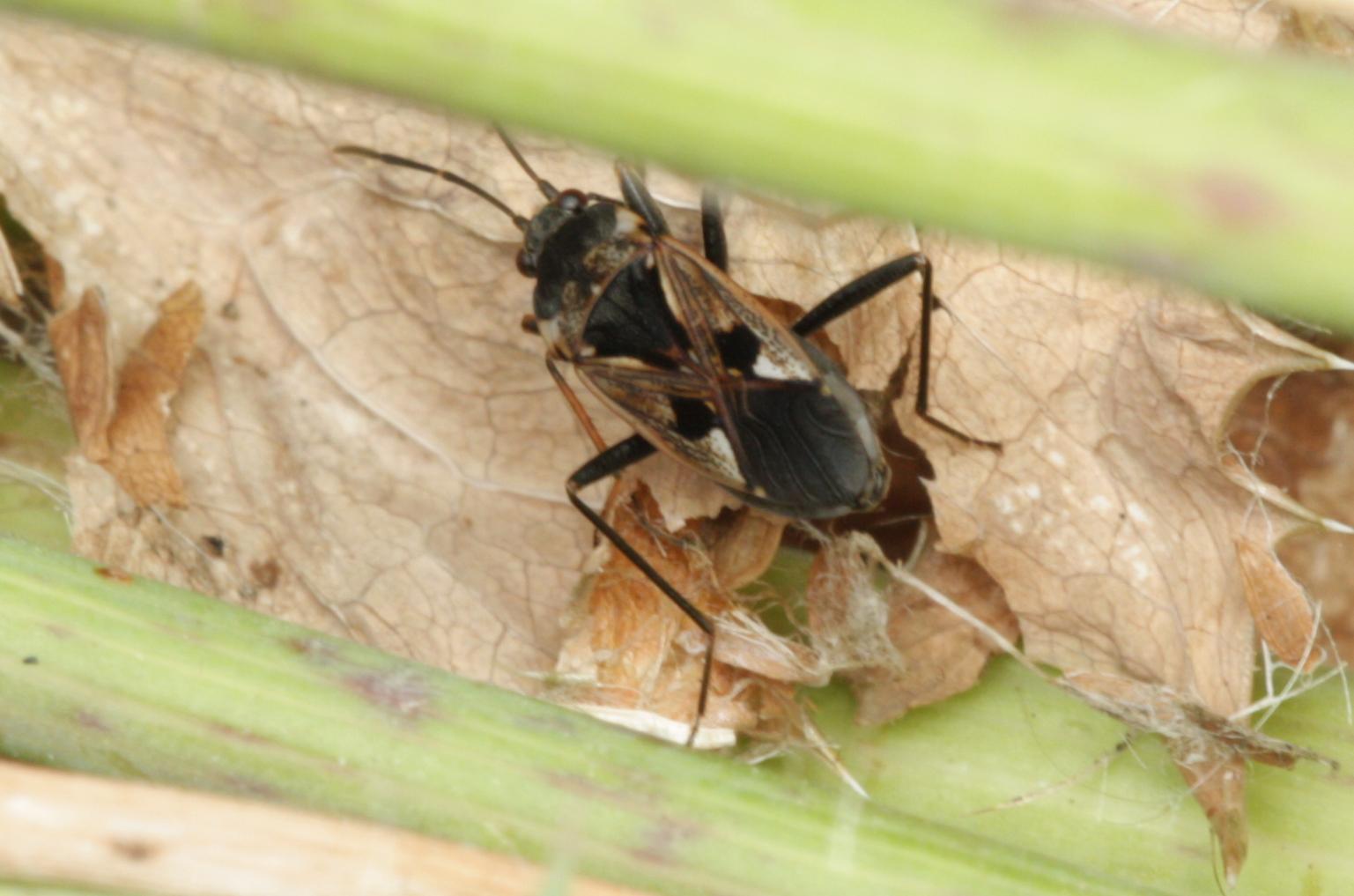 [Rhyparochromus vulgaris] Rhyparochromus vulgaris ? - Le Monde des insectes
