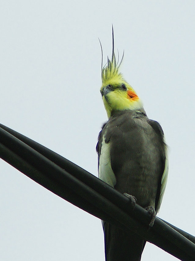 Photo calopsitte elegante 2 de l'album ornitho